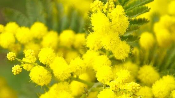 Mimosa, allegra e simbolica: un fiore per tutte le stagioni