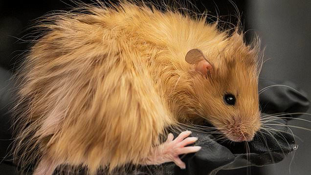 First 'woolly mouse' marks huge step in bringing back the woolly mammoth First 'woolly mouse' marks huge step in bringing back the woolly mammoth