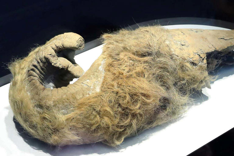 Can genetically engineered 'woolly' mice help bring back the mammoth?