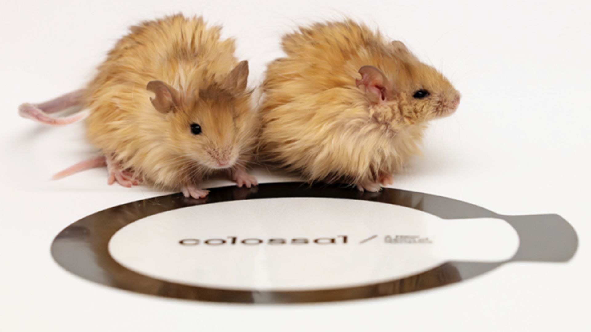 World’s 1st ‘woolly mice’ born out of mammoth genes, Colossal defends ...