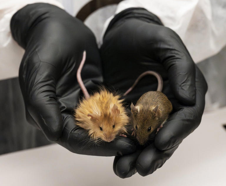 Major step in return of the mammoth after scientists create ‘woolly mouse’