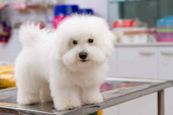 Bichon Frisé 101: Everything you need to know about this adorable breed