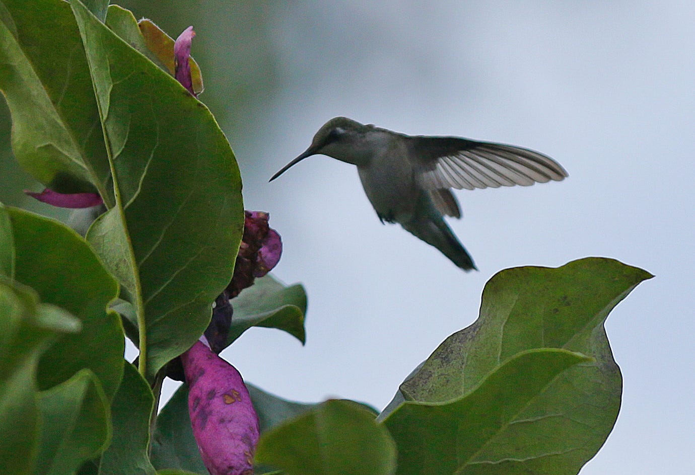 Hummingbird migration map: when will hummingbirds arrive in Wisconsin ...