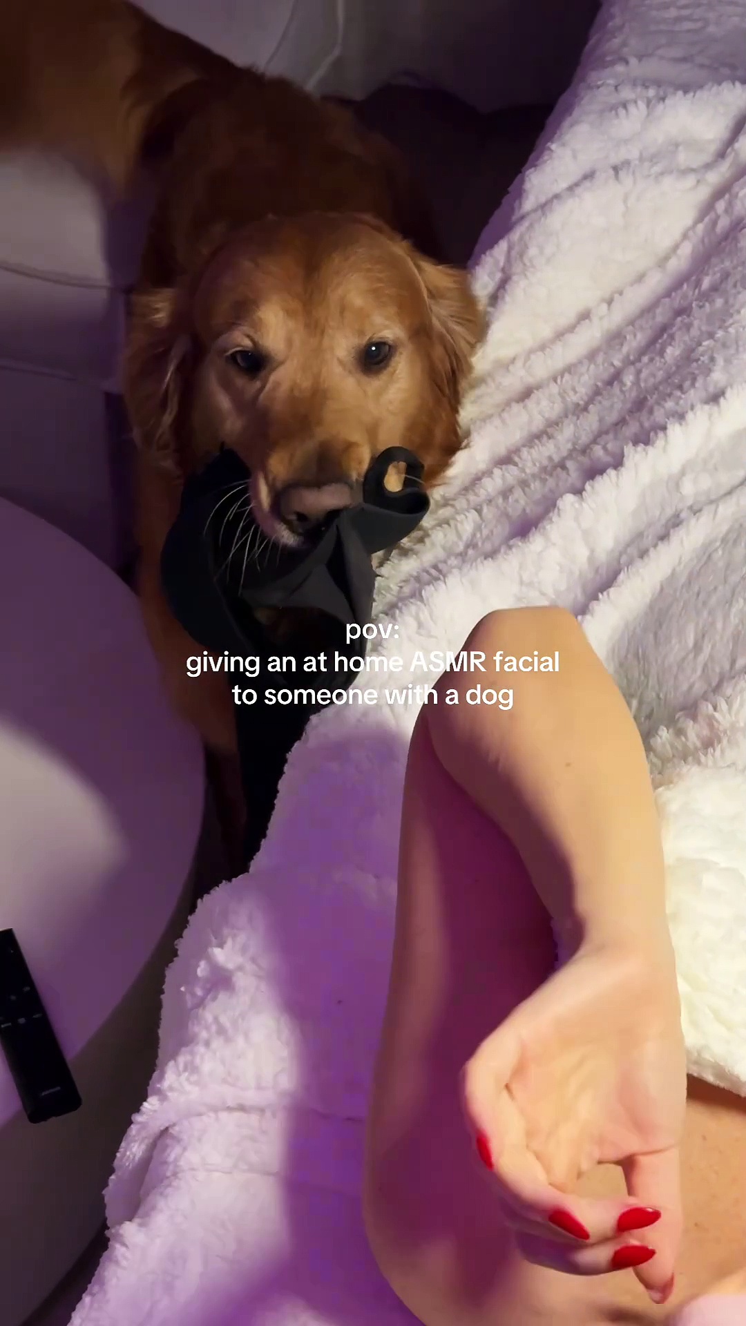 Confused Golden Retriever Brings Random Stuff to His Human