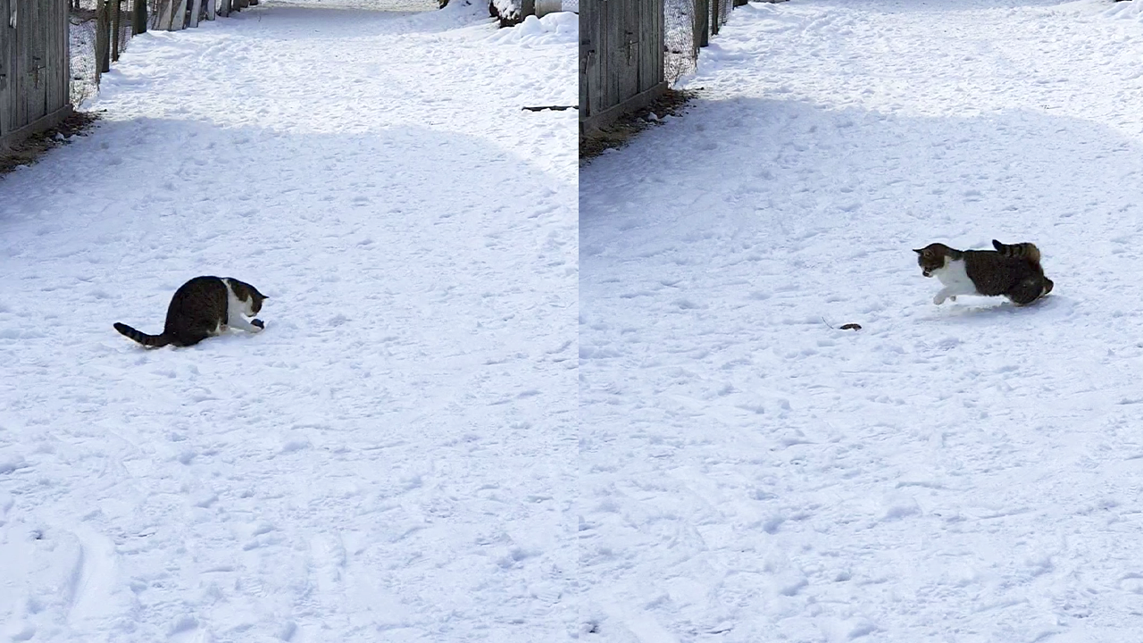 Cat Playing With A Mouse At Dragos Voda Zoo