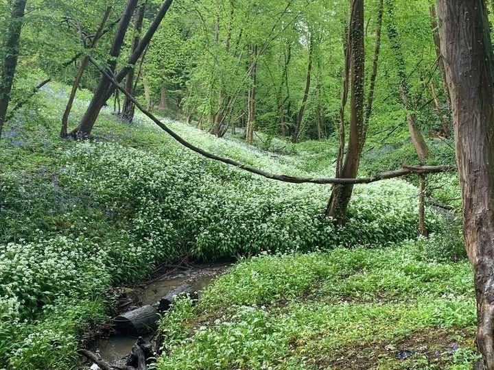 Northiam Village Voice