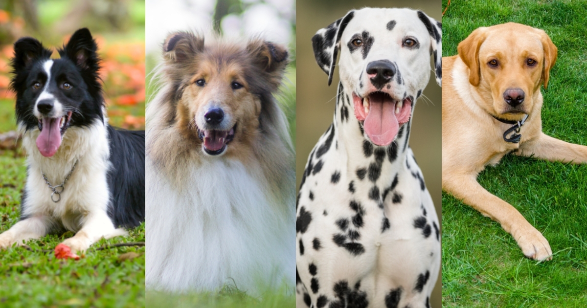 Hold dig fra disse 25 populære hunderacer, hvis du ikke kan lide 'hår ...