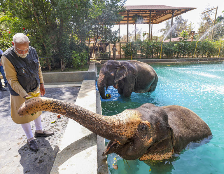 PM Modi hails 'Vantara', asks people to focus on kindness towards animals PM Modi hails 'Vantara', asks people to focus on kindness towards animals
