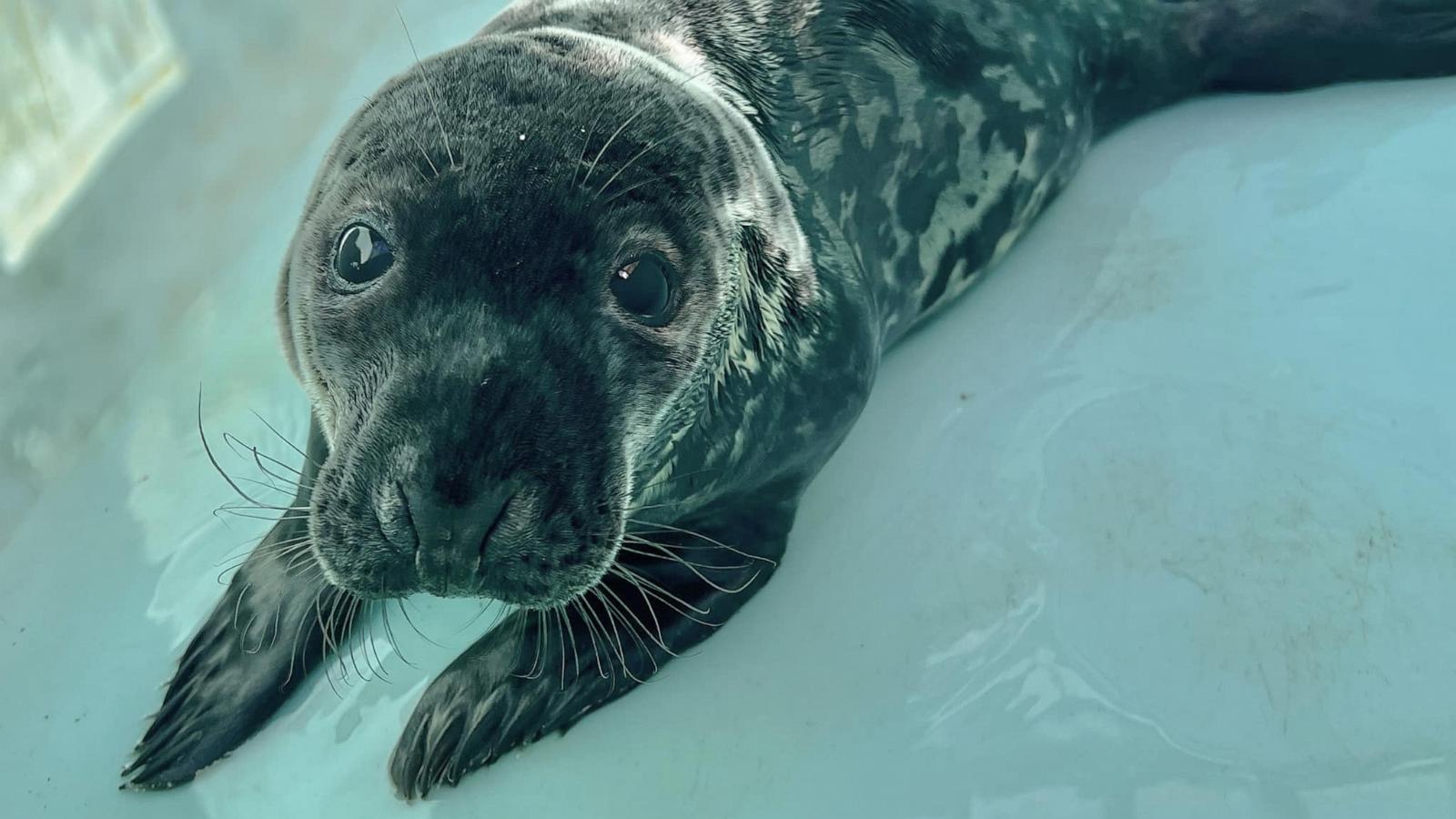 Chappy, the baby gray seal found near Yale, dies from severe digestive ...