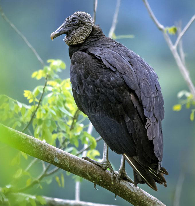 8 fascinating vulture bird facts