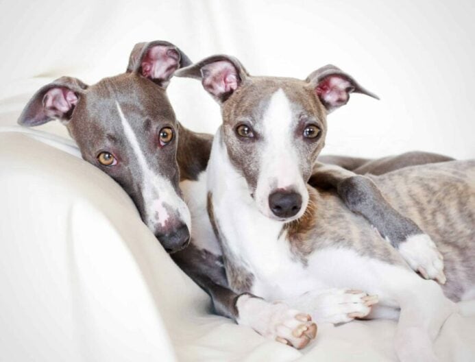 From couch cuddles to adventure pals: Is a Whippet your match?