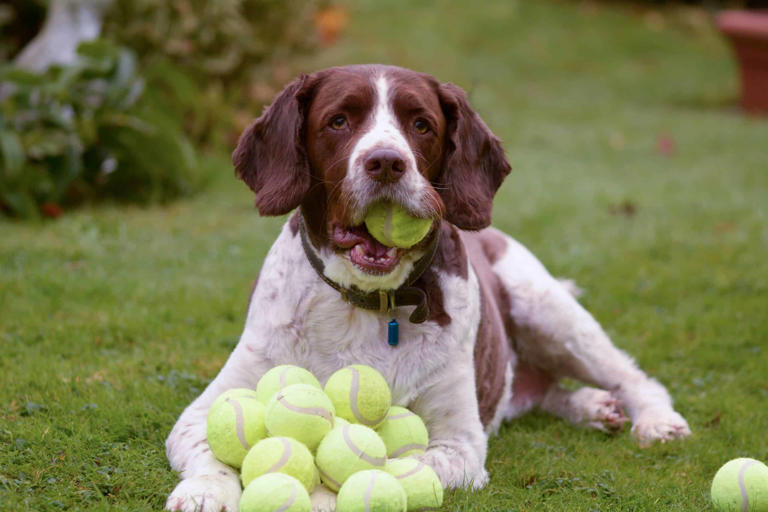 Play safe: Everything you need to know about tennis ball risks