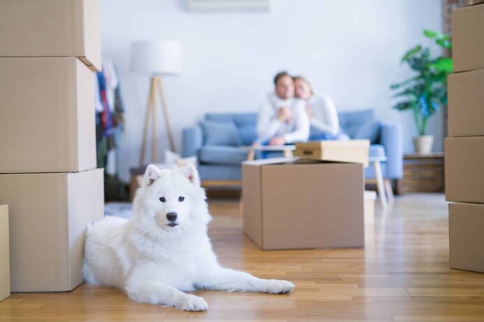 Is your move stressing your dog? Here's how to help