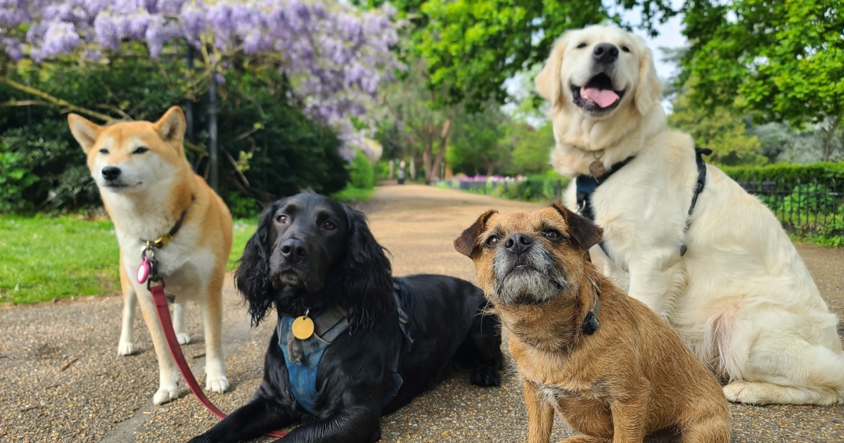 Dog Breeds With the Longest Life Expectancy: See How Long You Can ...