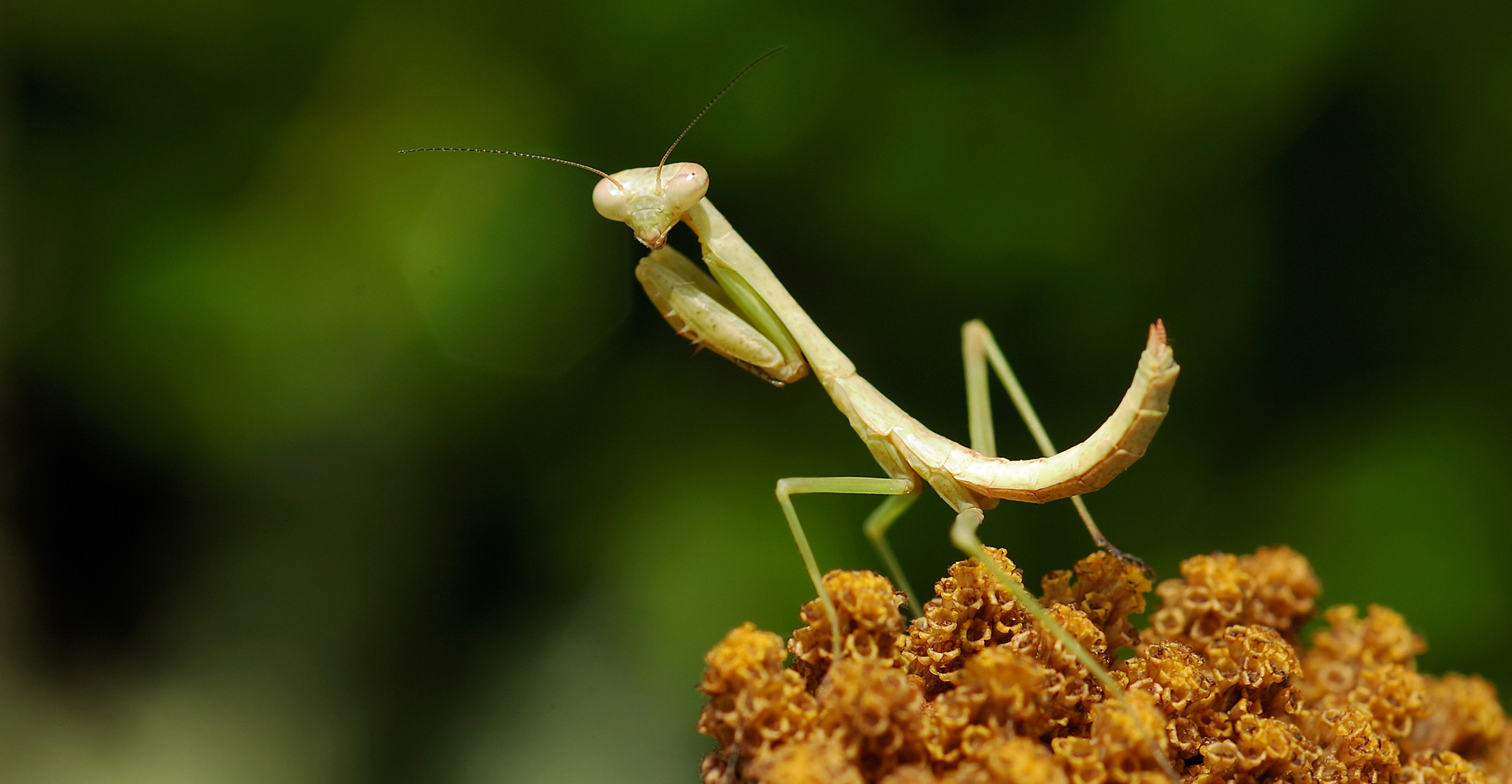 These are the most dangerous creatures on our planet