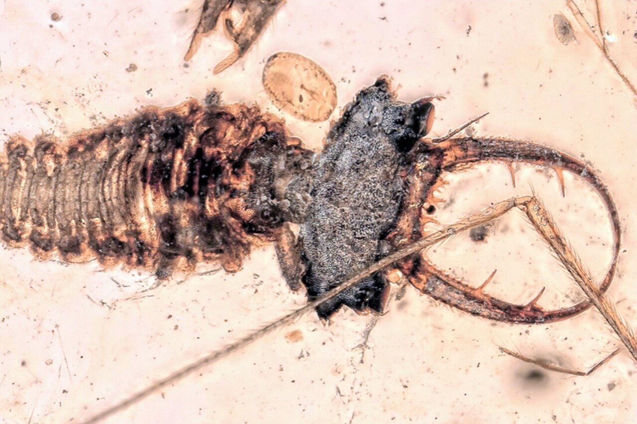 Fossil study reveals oldest larval eyes with high-resolution vision