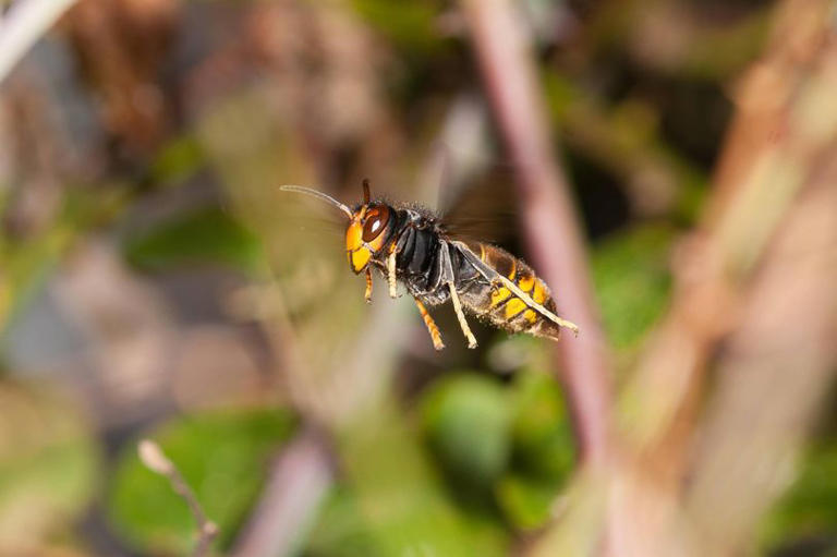 Asian hornets eating wide range of insects in ‘extra threat’ to Kent ...