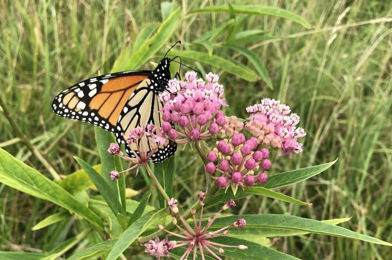 Dicamba drift: New use of an old herbicide disrupts pollinators
