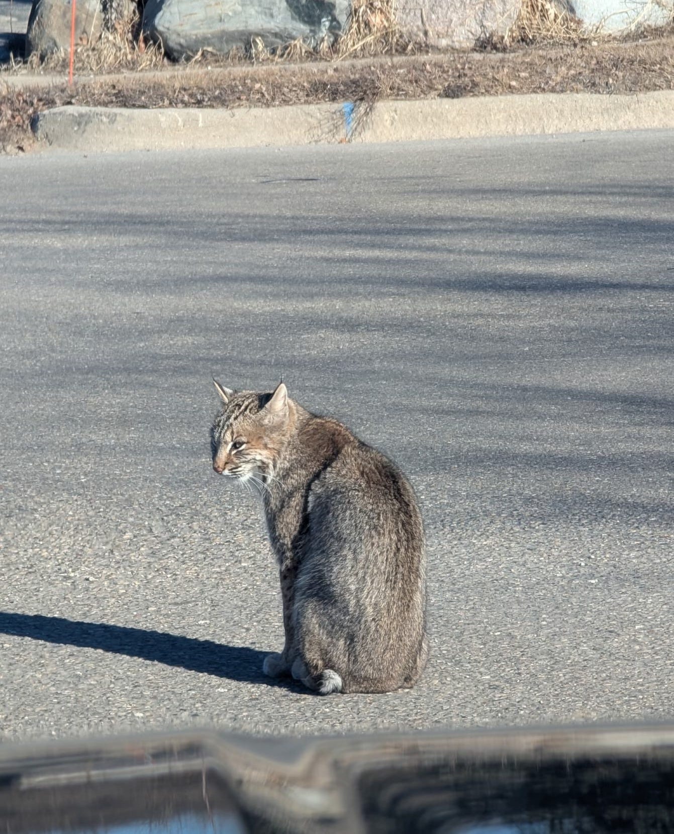 Fitchburg police rescue 'unwell' bobcat from the middle of the road ...