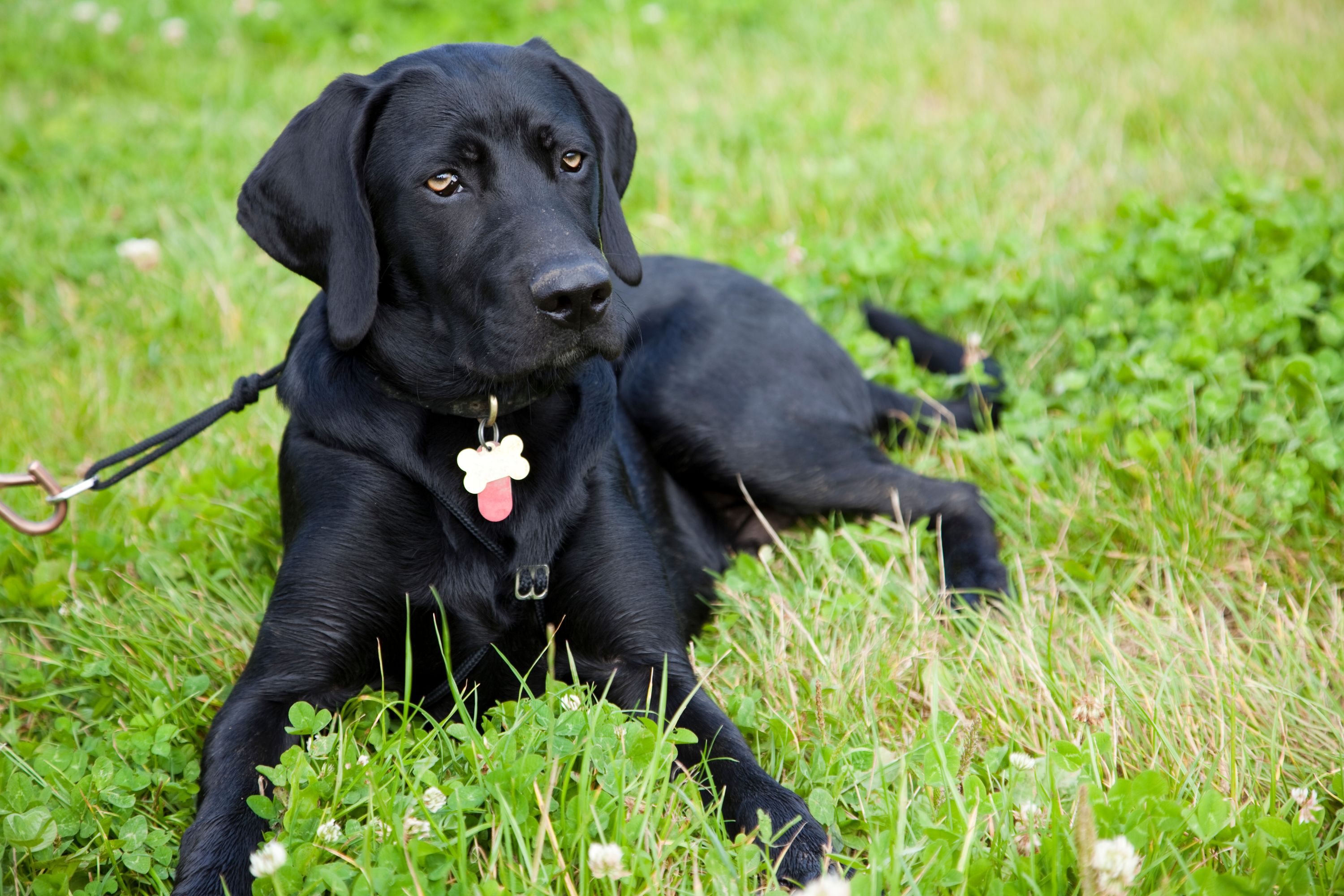 The 50 Most Common Dog Names in the US Last Year Revealed in New Study