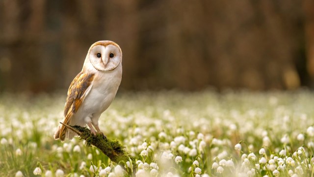 Wildlife rescuers point to surprising cause after finding owl clinging ...