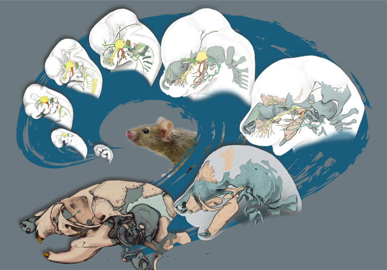 Deciphering the evolutionary transition from reptilian jaw to mammalian ...