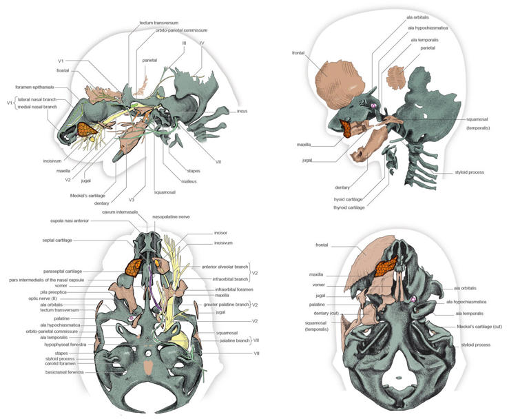Deciphering the evolutionary transition from reptilian jaw to mammalian ...