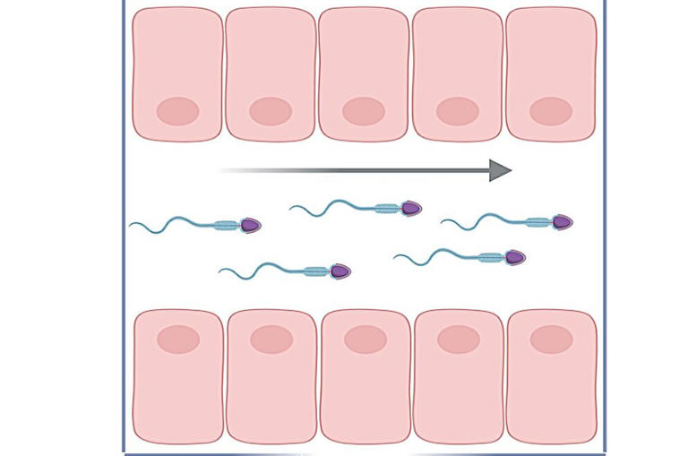 Study reveals four novel genes required for male fertility in mice