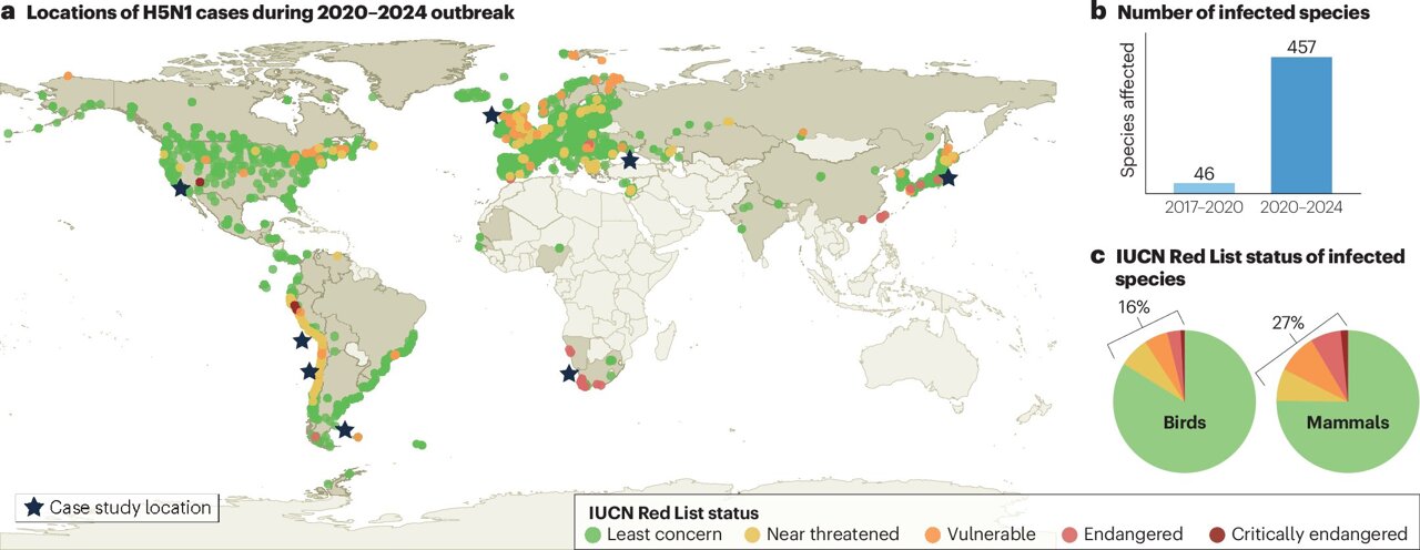 A looming global threat: H5N1 virus decimates wildlife, disrupts ...