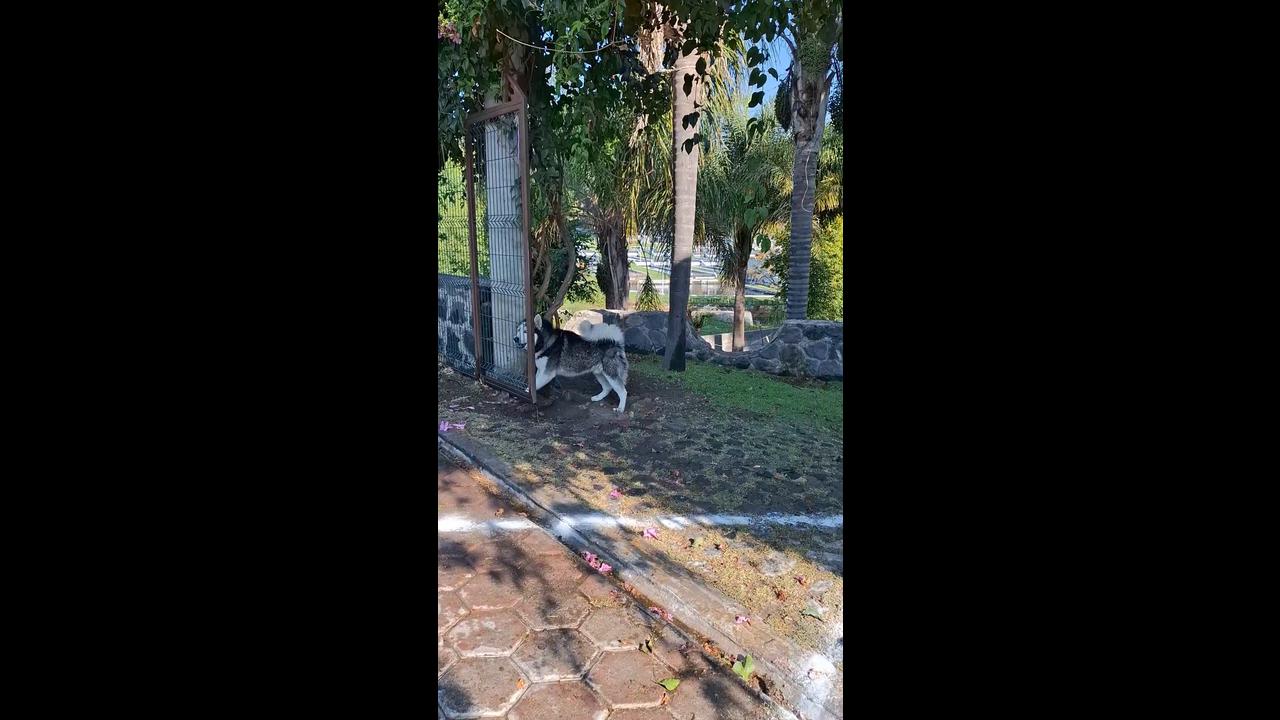 Bark First, Think Later