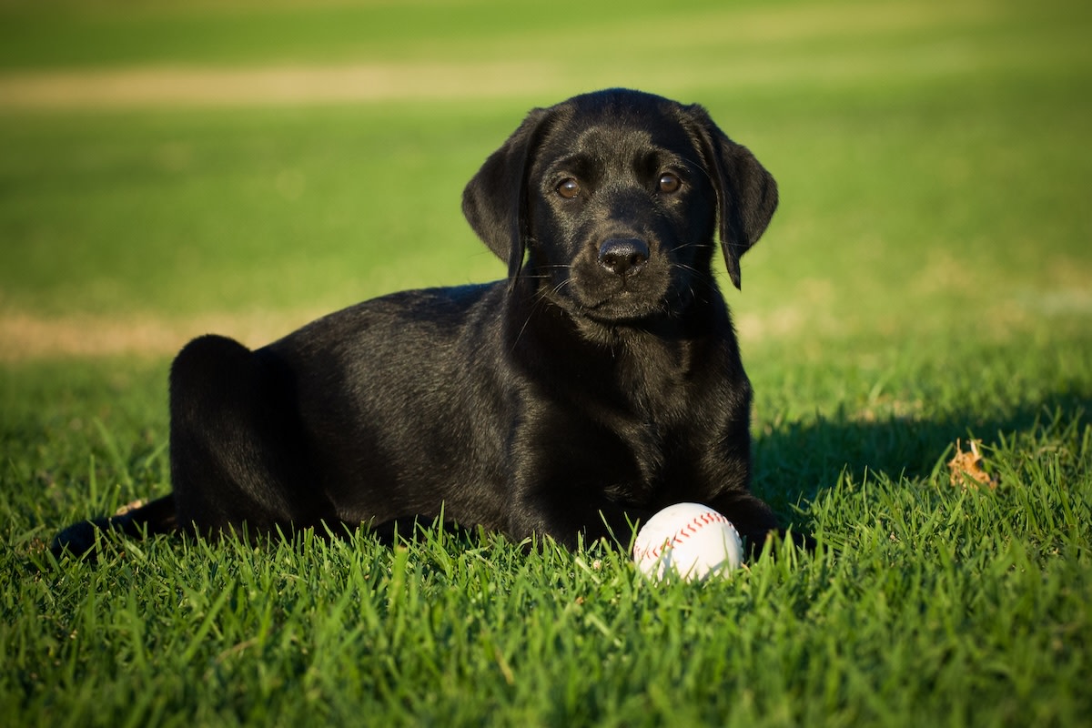 Labrador and Baby's 'Baseball Game' Ends in a Legit Curveball and It's ...