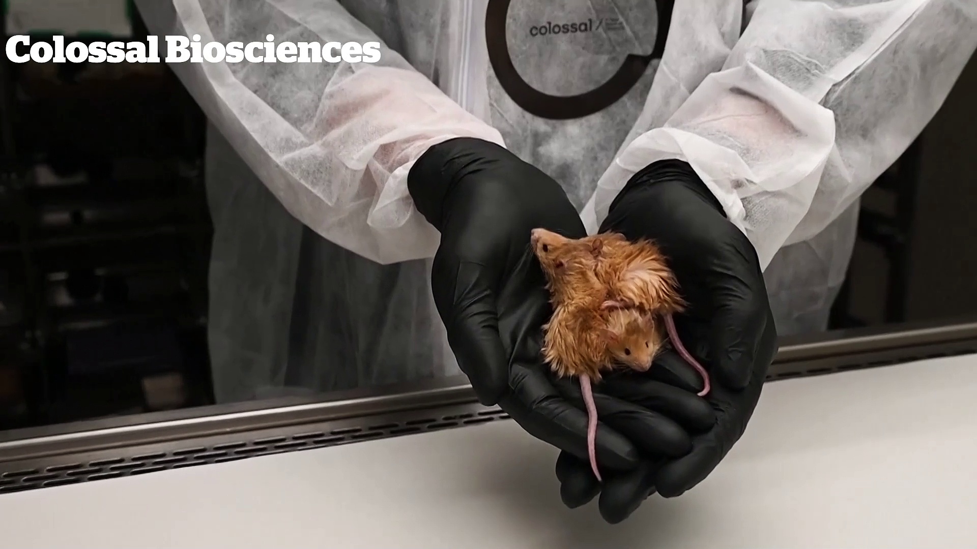 Scientists genetically engineer mice with woolly mammoth like hair