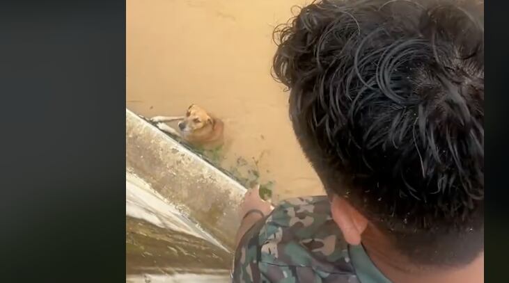 Alcalde de Santa Rosa, El Oro, salvó a un perrito de ser arrastrado por ...