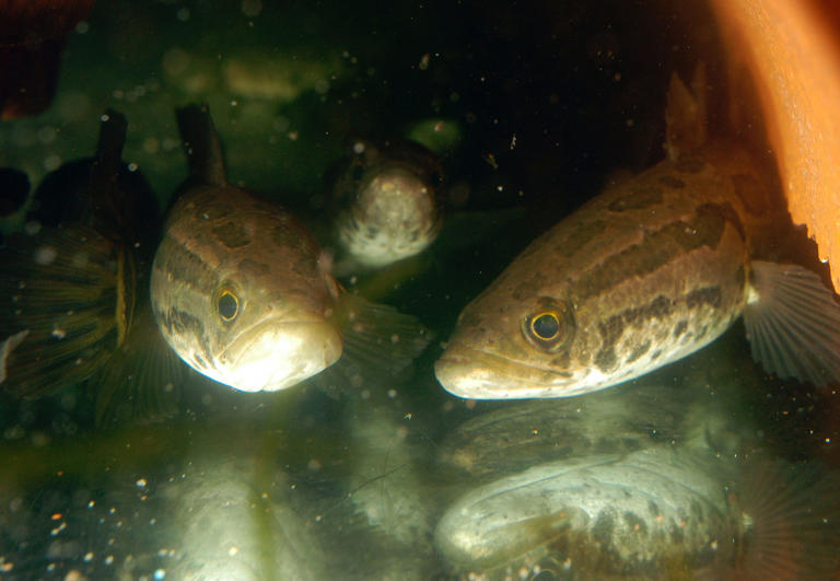 Would you try nutria gumbo? US wants you to eat invasive species to ...