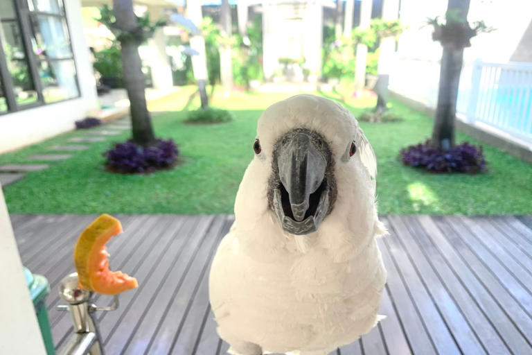 Defiant Cockatoo Laughs in the Face of Bedtime Like a Wild Toddler