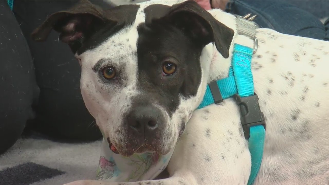 Furry Friends: Meet Yazzmina