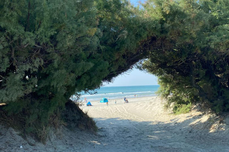 Two beaches near Surrey with gorgeous sandy dunes named UK's most dog ...