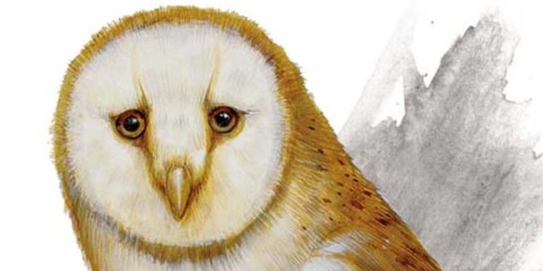 The 16 Weakest Monsters in Dungeons & Dragons, Ranked