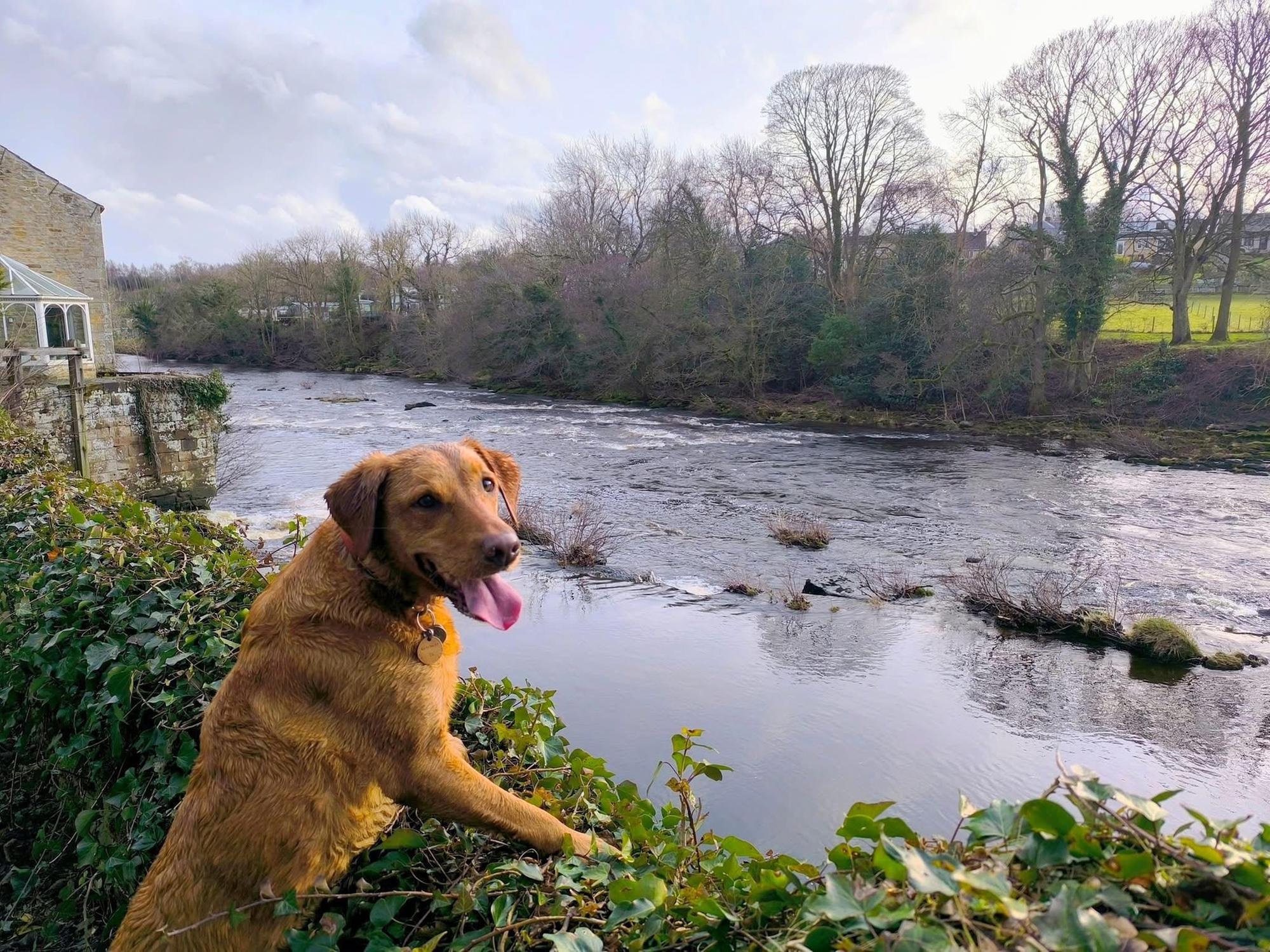 I'm a dog expert, and here are the hidden spring hazards that all Newry ...