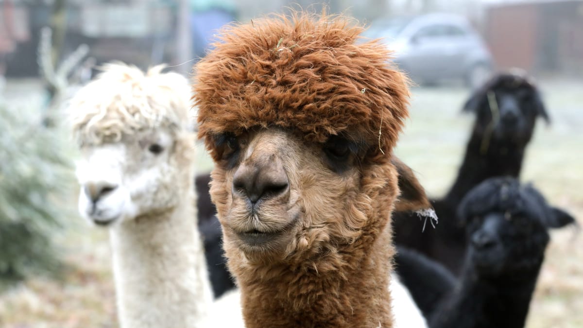 Definition Hype: Was hinter dem Phänomen steckt