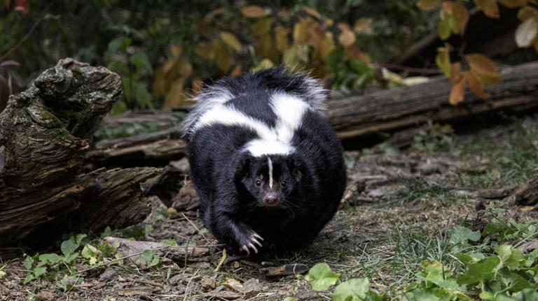 Mistakes Everyone Makes When Dealing With Skunk Pest Removal