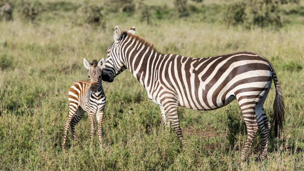 Zebra's miraculous birth captured live during safari - Watch the ...