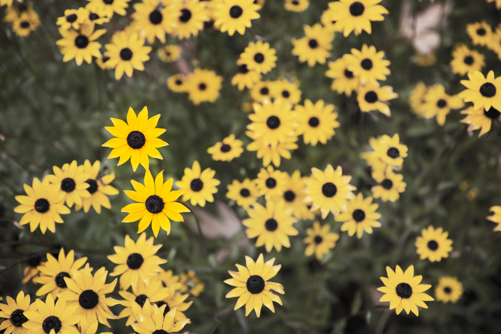 American wildflower seeds to plant this spring