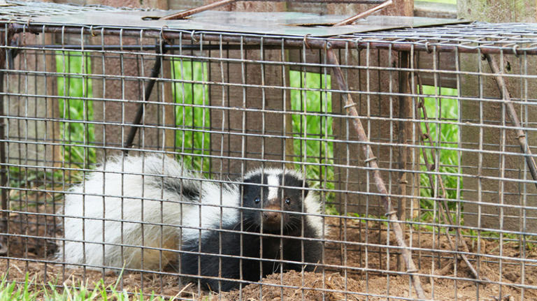 Mistakes Everyone Makes When Dealing With Skunk Pest Removal