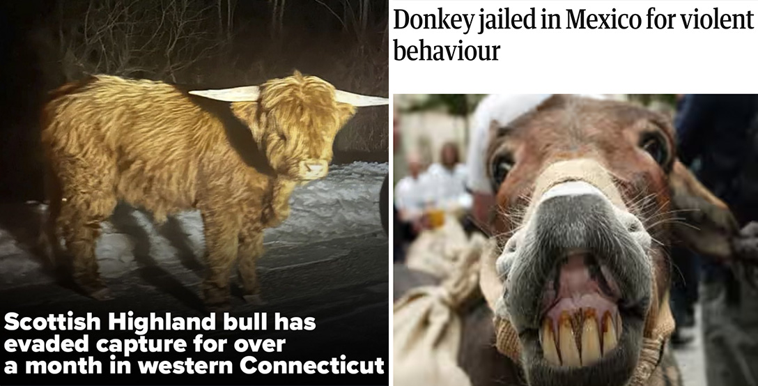 15 Criminal Animals on the Run from the Law