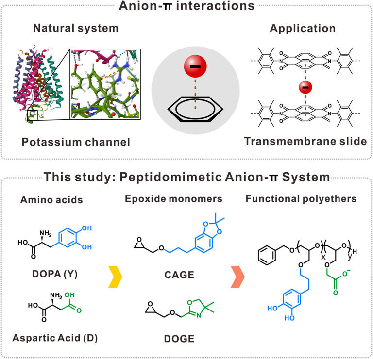Anion–π interactions: The secret to stronger synthetic polymers