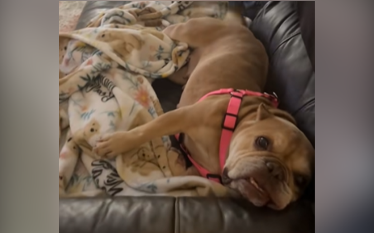 Woman Captures Adorable Moment Rescue Dog Realizes 'She's Home For Good'