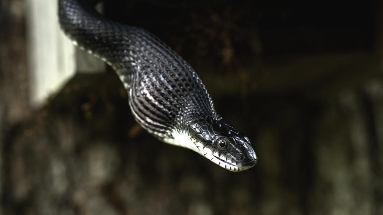 Snakes: Facts about one of the most iconic creatures is animal hiss-tory