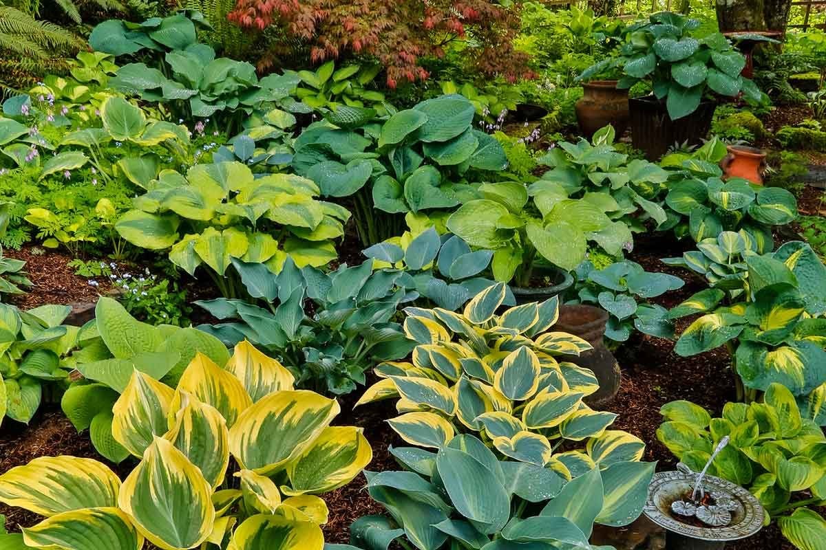 Do Hostas Spread? Understanding and Managing Hosta Growth