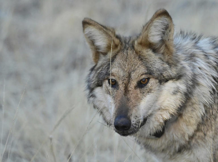 More endangered Mexican gray wolves are roaming the southwestern US ...